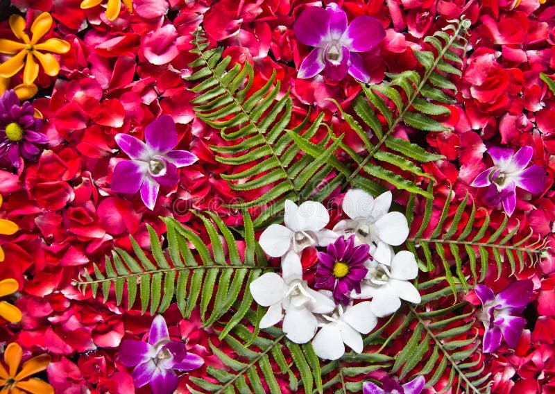 Spa flower stock photo. Image of aroma, smell, white - 18526544