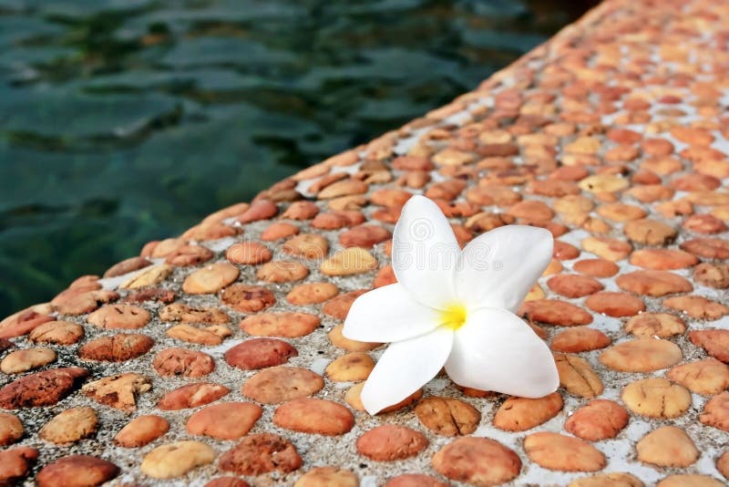 Spa flower stock photo. Image of life, beauty, black - 19193488