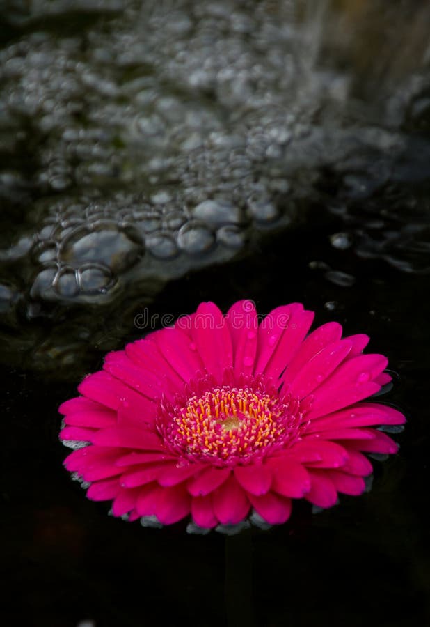Spa Gerber Daisy stock photo. Image of lifestyle, multi - 31371362