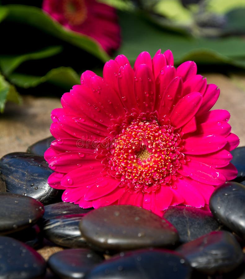Spa Gerber Daisy stock image. Image of sunflower, healthy - 31371431