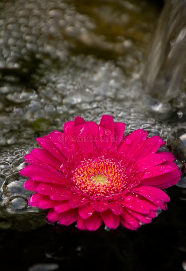 Spa Gerber Daisy stock image. Image of multi, petal, medicine - 31371613