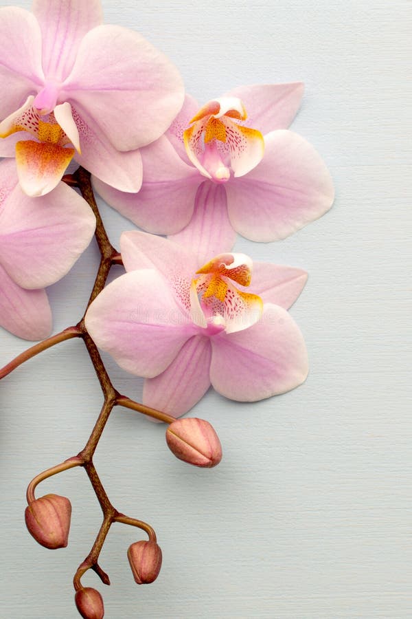 Spa. stock photo. Image of stones, massage, healthy, stack - 72599256