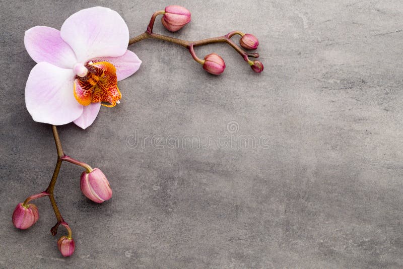 1,717 Orchid Theme Stock Photos - Free & Royalty-Free Stock Photos from ...