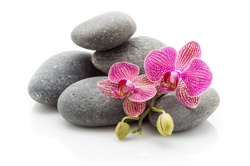 Spa stones with red orchid stock photo. Image of beauty - 11809138