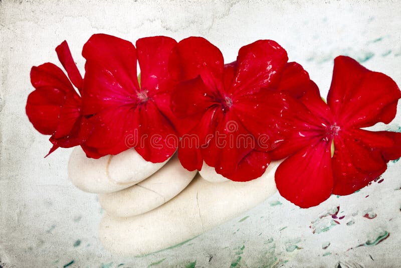 Spa stones and red flower stock image. Image of hygiene - 44274601