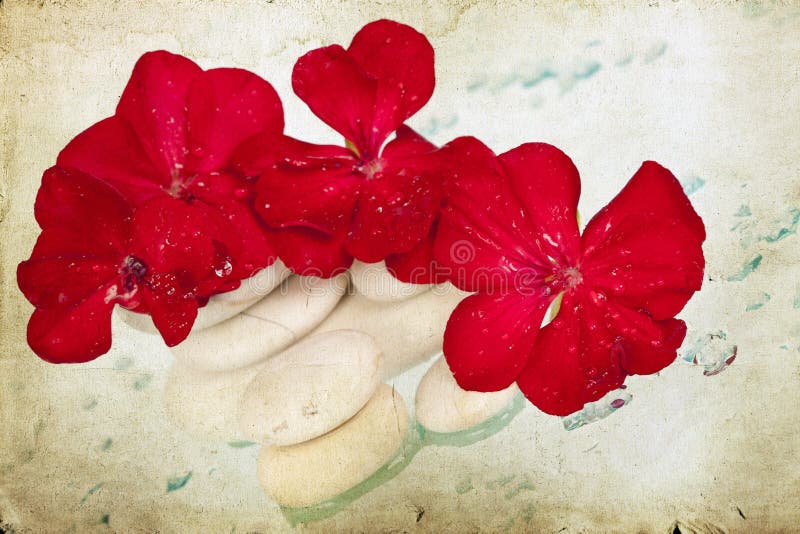 Spa stones and red flower stock image. Image of bloom - 45478429