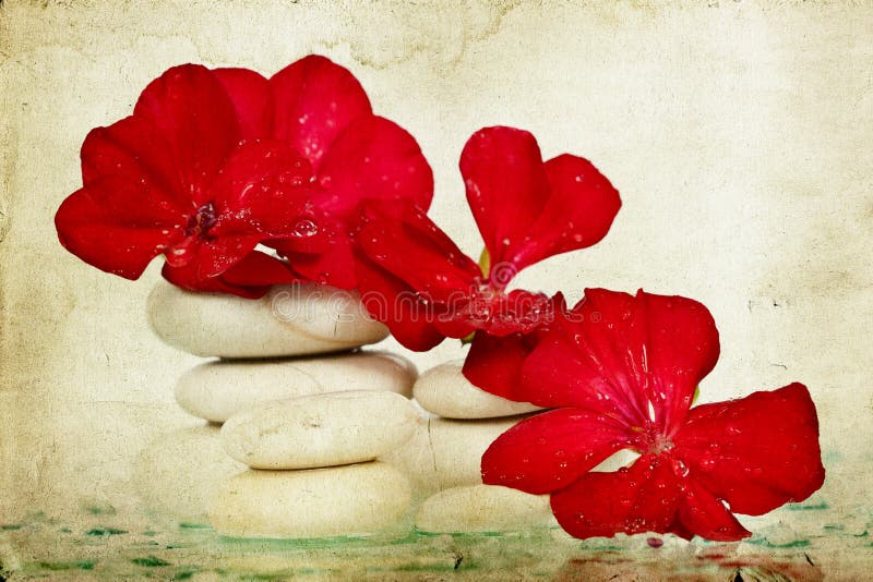 Spa stones and red flower stock photo. Image of east - 45478442