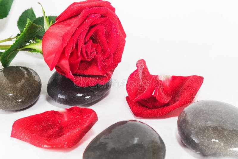 SPA stones and red rose stock image. Image of rose, white - 52432303