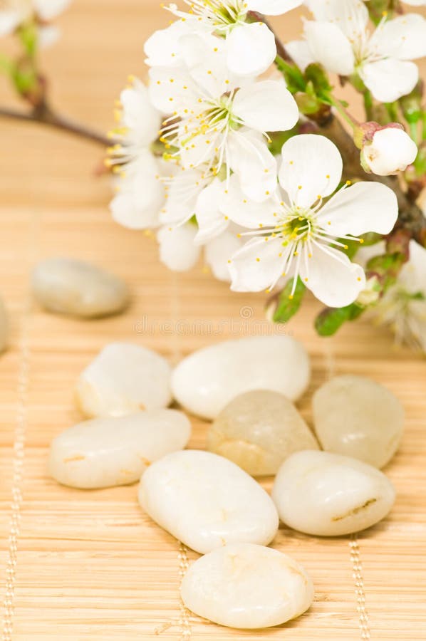 Spa theme stock image. Image of flowers, white, blooming - 5523267