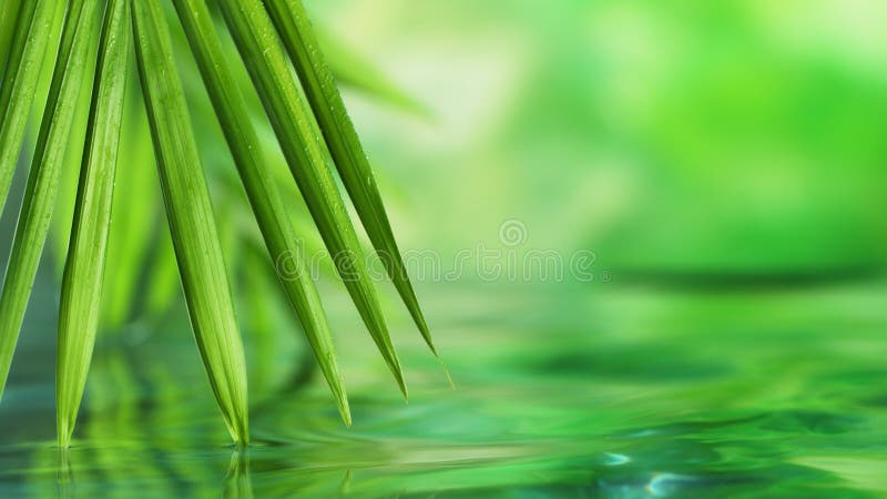 Spa and Wellness Background with Water and Leaves Stock Photo - Image ...