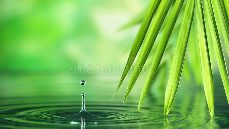 Water leaves stock photo. Image of flower, southern, curls - 80677882