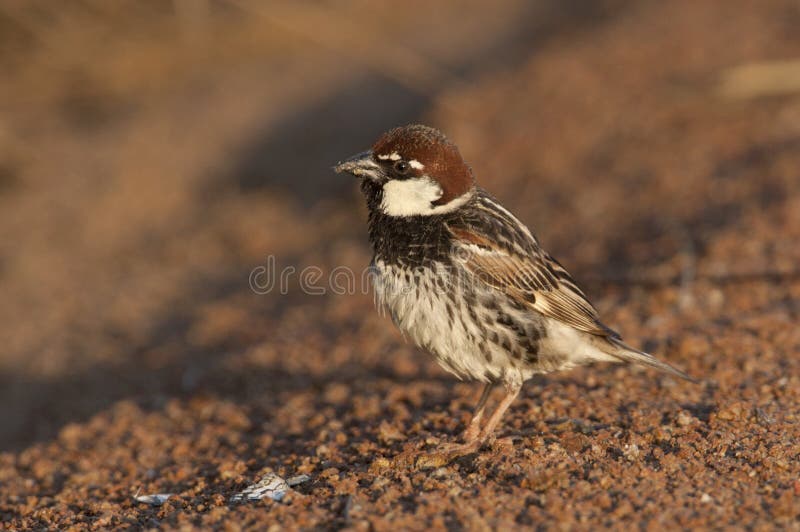 Spaanse Mus, Moineau Espagnol, Hispaniolensis De Passant Photo stock ...