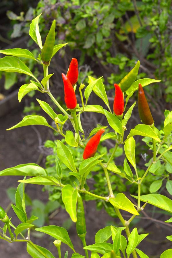 Peperboom stock afbeelding. Image of kruid, blad, tuin - 47856359