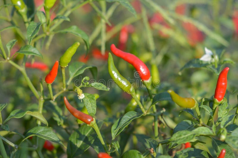 Spaanse peperboom stock afbeelding. Image of naughty - 63992475