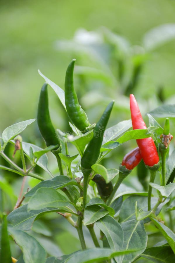 Peperboom stock afbeelding. Image of kruid, blad, tuin - 47856359