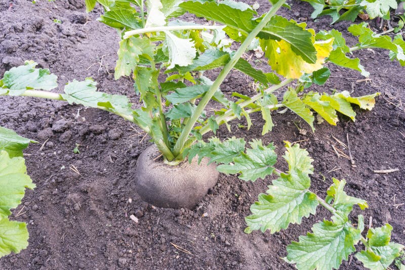 Spaanse Ronde Rammenas, Sativa Raphanus Stock Afbeelding - Image of ...