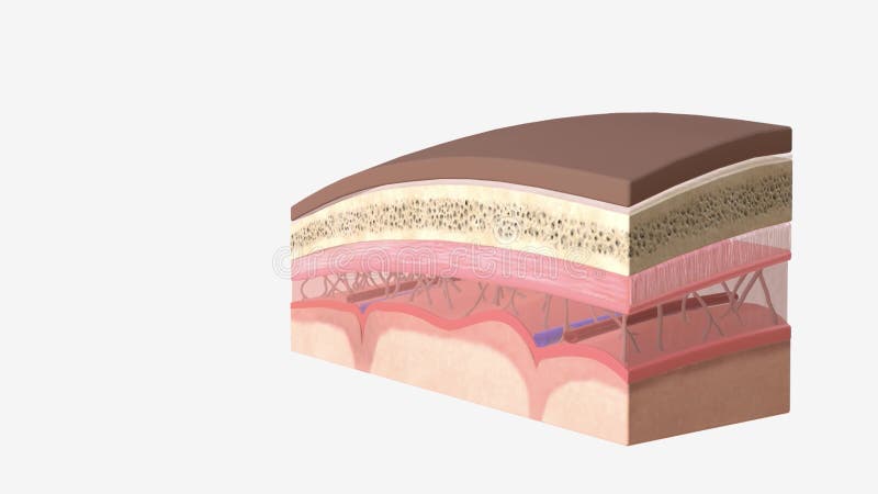 The Brain and Spinal Cord are Surrounded by Protective Layers of Tissue ...