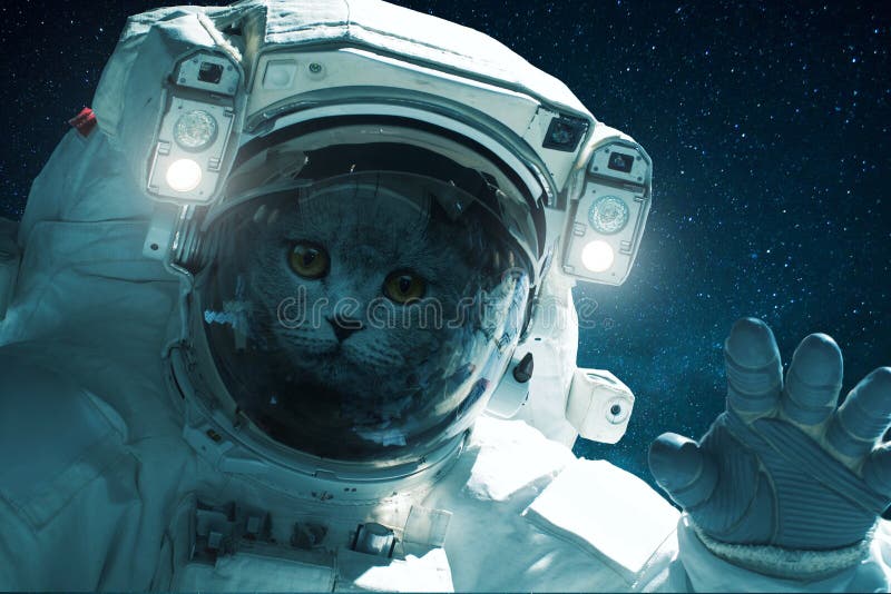 Cat Head Floating In Space