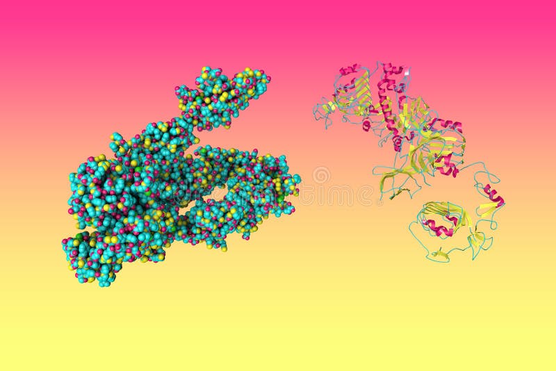 Insulin Receptor Activated by Insulin Binding Stock Illustration ...
