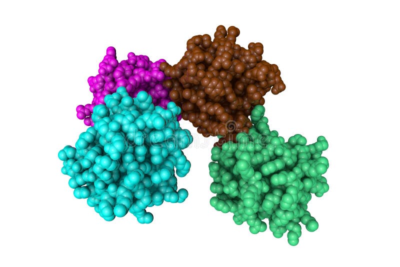 Space-filling Molecular Model of Fibroblast Growth Factor 18 Isolated ...