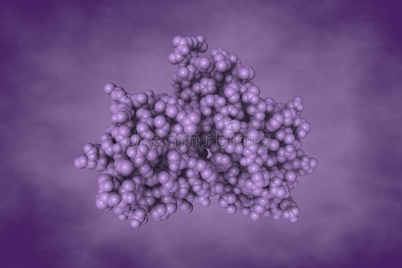 Space-filling Molecular Model of Human Fibroblast Growth Factor 20 ...