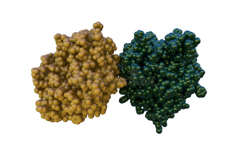 Space-filling Molecular Model of Human Gastric Lipase. Rendering with ...