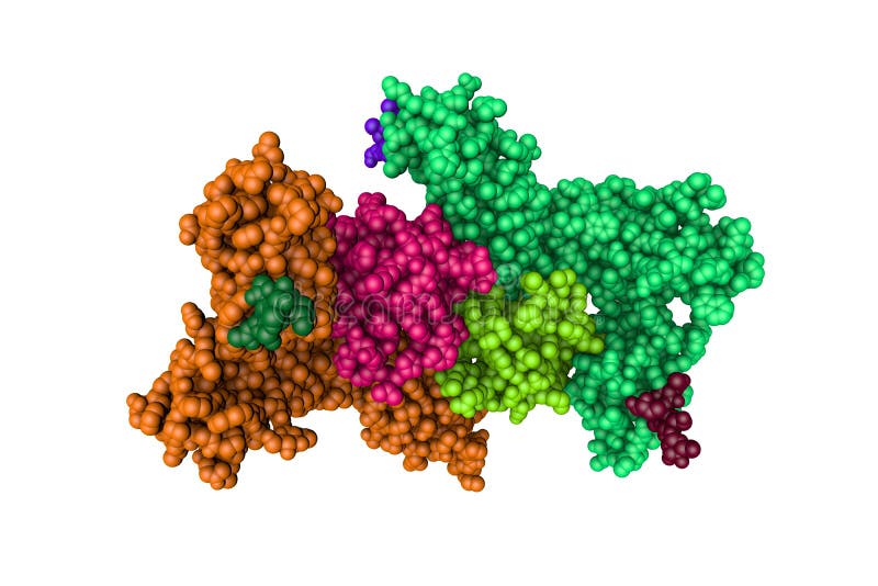 Space-filling Molecular Model of Human Interleukin-3 Receptor Complex ...