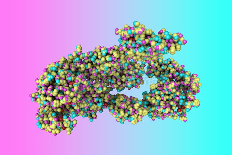 Insulin Receptor Activated by Insulin Binding Stock Illustration ...