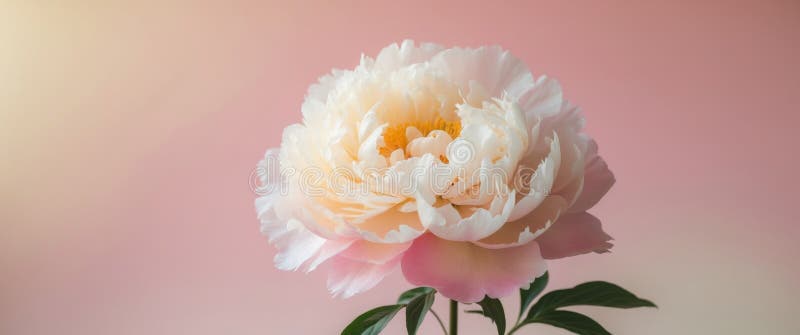 Space Peony Yellow Scene Pink Delicate Center Vibe Stock Image - Image ...