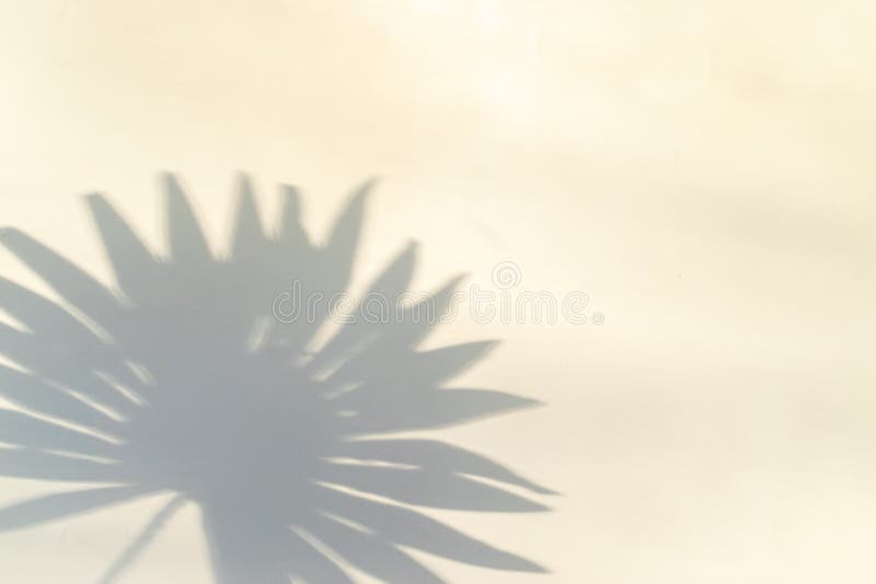 Space Shadow Summer Background. Plant Leaf Shadows on White Wall in ...