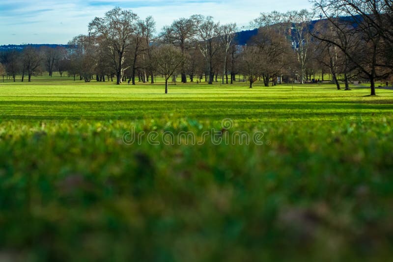 Spacious Spring Park with Green Lawn and Sunny Weather. Stock Photo ...