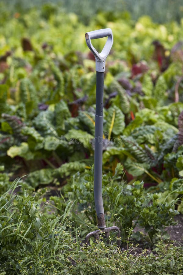 Spade stock photo. Image of ground, spring, dandelions - 10663720
