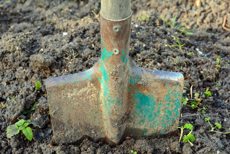 Farmer Digging in the Kitchen Garden with a Spade Stock Image - Image ...
