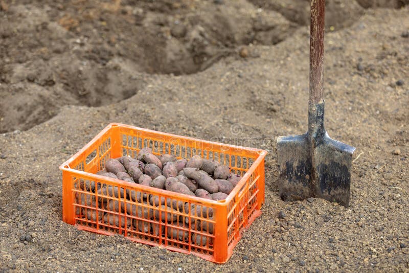 Nobilior - Photographer profile