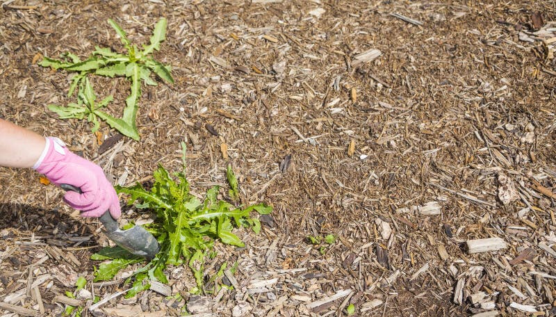 Spade Digging Out Weeds Royalty Free Stock Photo - Image: 26159895