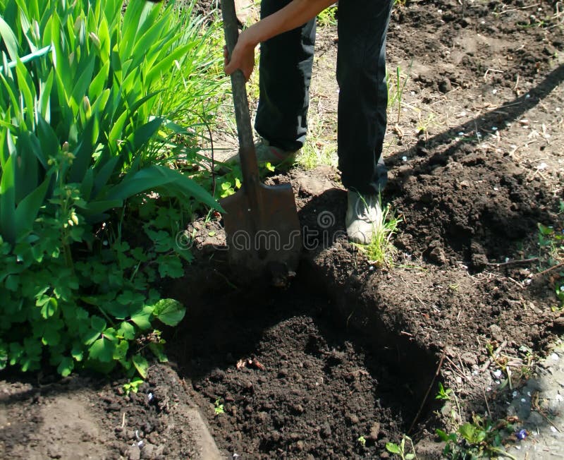 With a Spade Digs a Large Pit for Planting a Tree Stock Photo - Image ...