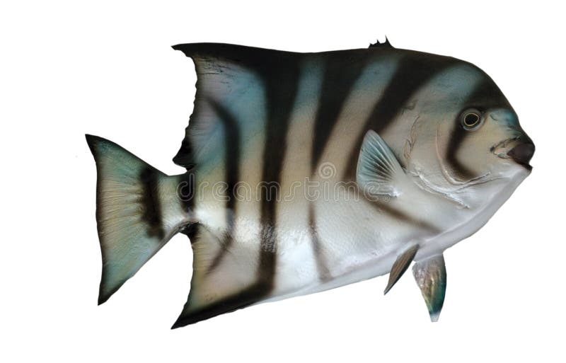 Spade fish stock image. Image of spadefish, silver, isolated - 54633913