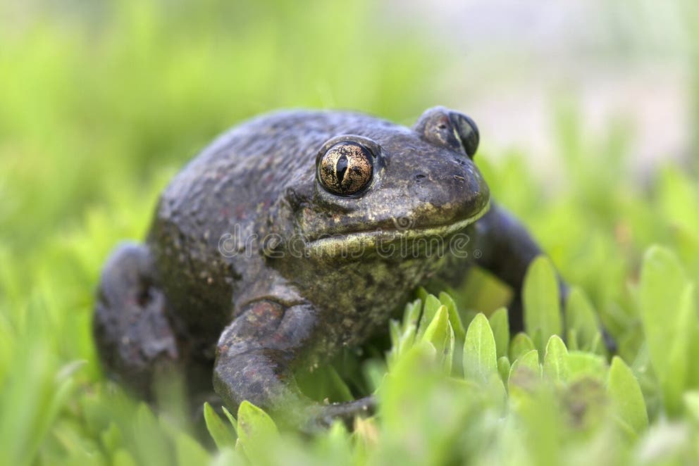 Spade Foot Toad - Pelobates Fuscus Stock Image - Image of animal, frog ...