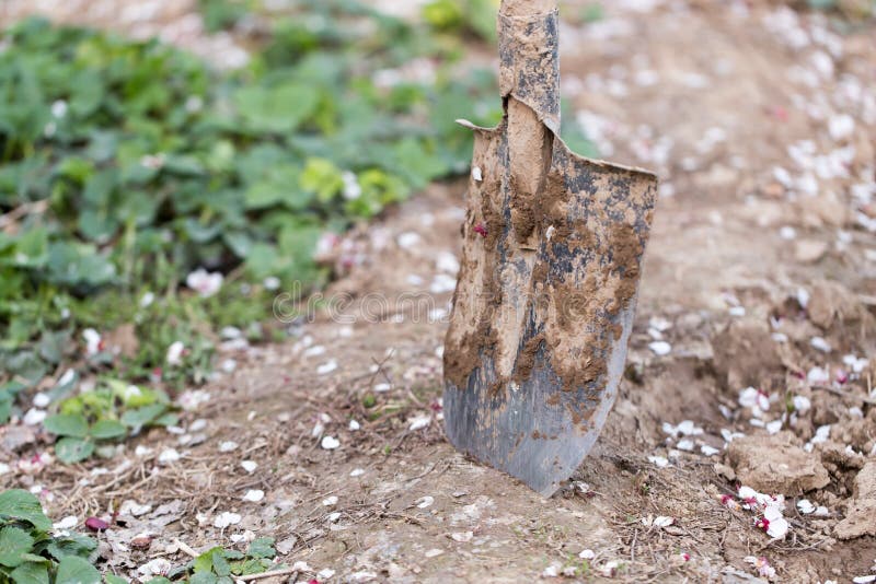 Spade in the garden stock image. Image of farm, handle - 102488675