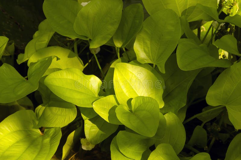 Spade Leaf Sword, Echinodorus Cordifolius Green Leaves for Natural ... Spade Leaf Sword, Echinodorus Cordifolius Green Leaves for Natural ...