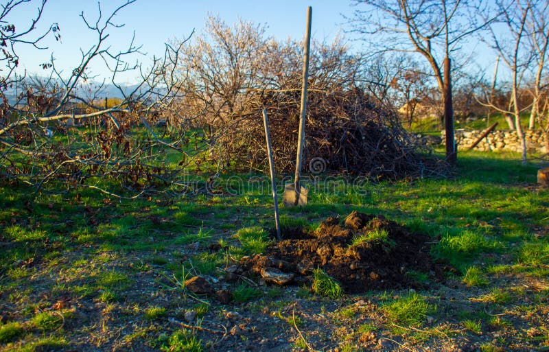 A Spade in the Middle of the Park To Plant a Spring Tree Stock Photo ...