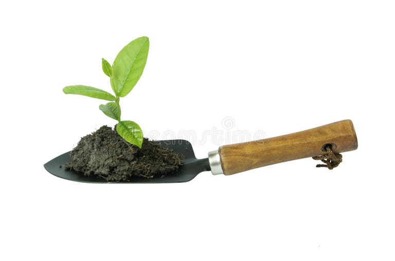 Spade plant stock image. Image of flower, nature, green - 18297487