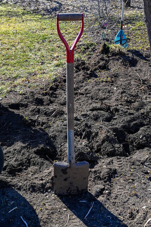 Spade and Rake Standing in Garden in Springtime Stock Photo - Image of ...