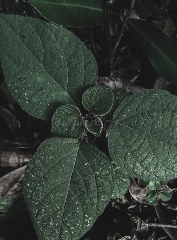 Spade shaped Leaves stock photo. Image of green, spade - 256121842