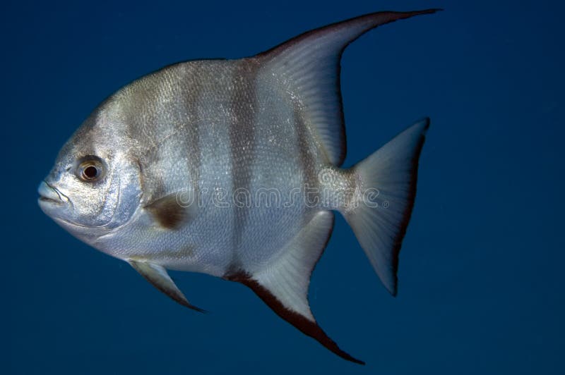Spadefish stock photo. Image of reef, saltwater, caribbean - 19890058
