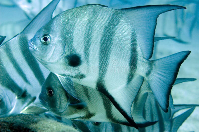 Spadefish stock photo. Image of tails, coral, underwater - 7280160