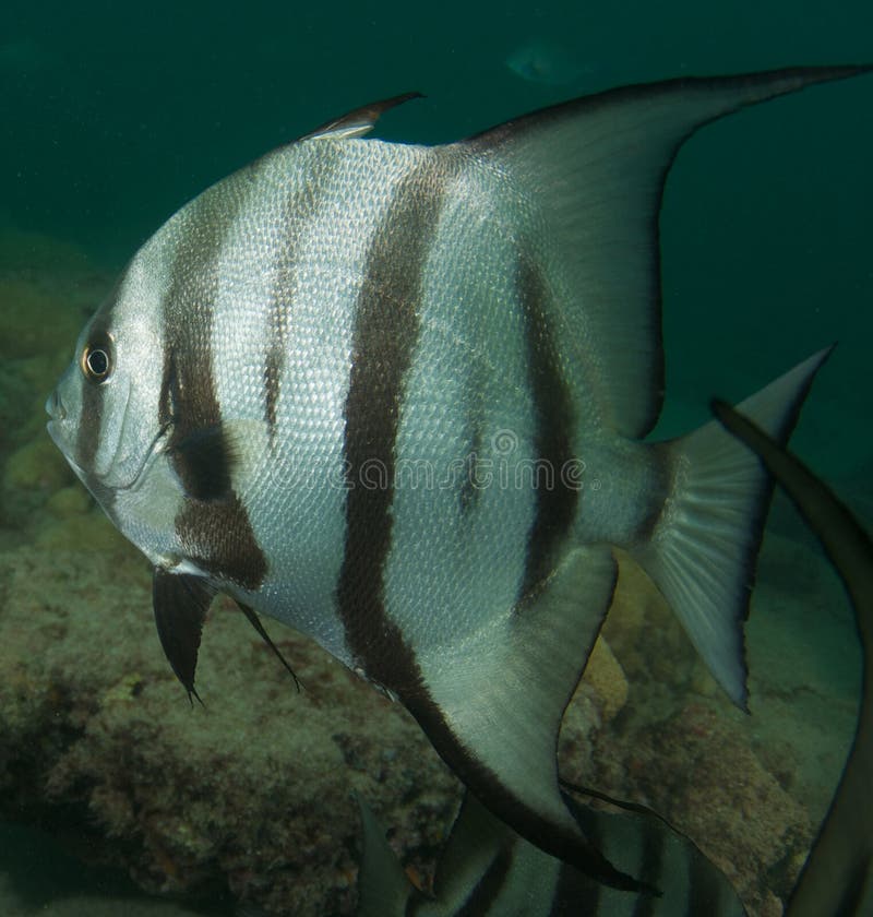 Spadefish on a Reef stock image. Image of water, fish - 26138247