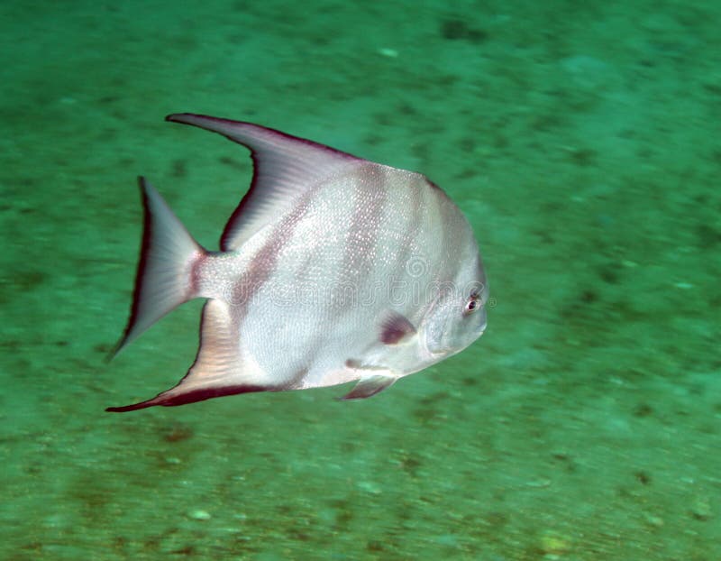 Spadefish Swimming stock image. Image of florida, swimming - 19519121