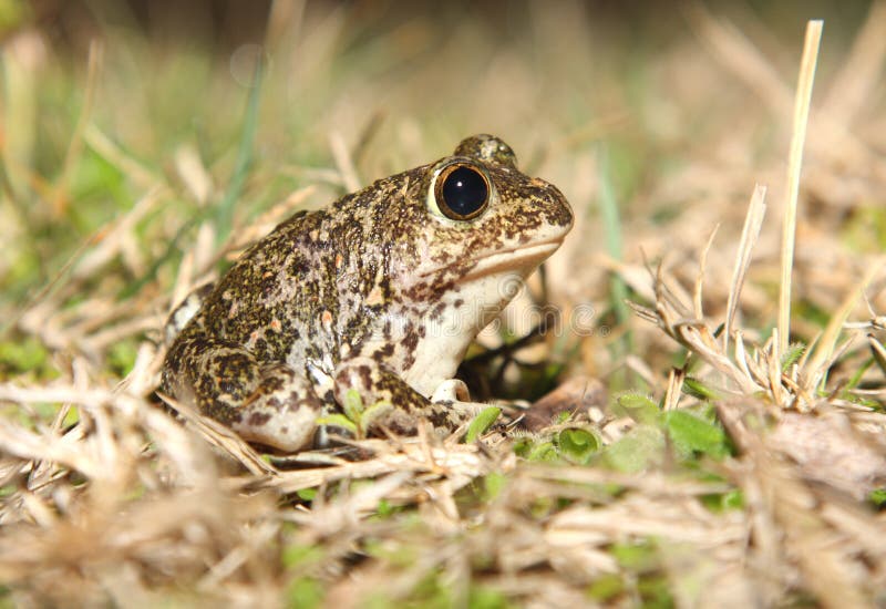Spanish Ribbed Newt (Pleurodeles Waltl) Stock Image - Image of animal ...
