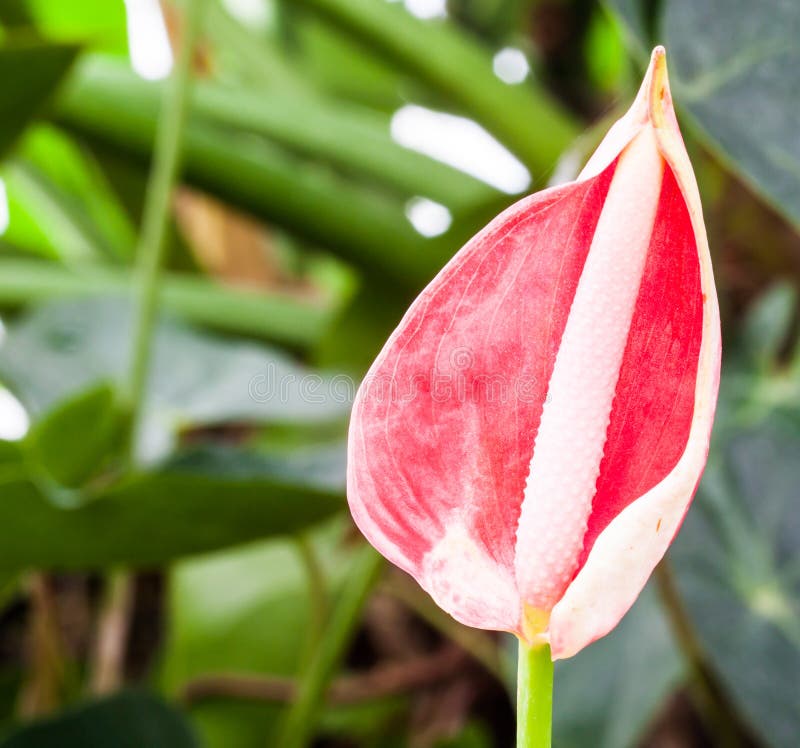 Spadix. stock photo. Image of plant, spadix, green, garden - 26419458